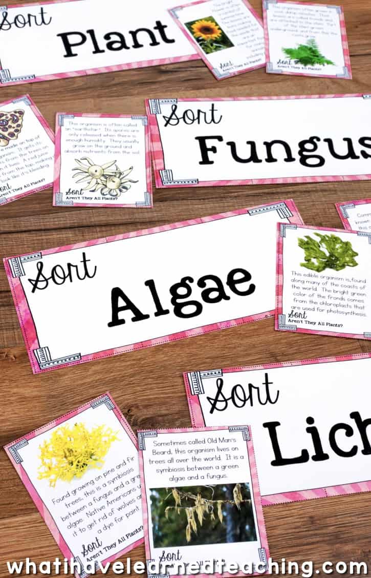 "Is It a Plant?" Sort for Fourth Grade Science Stations
