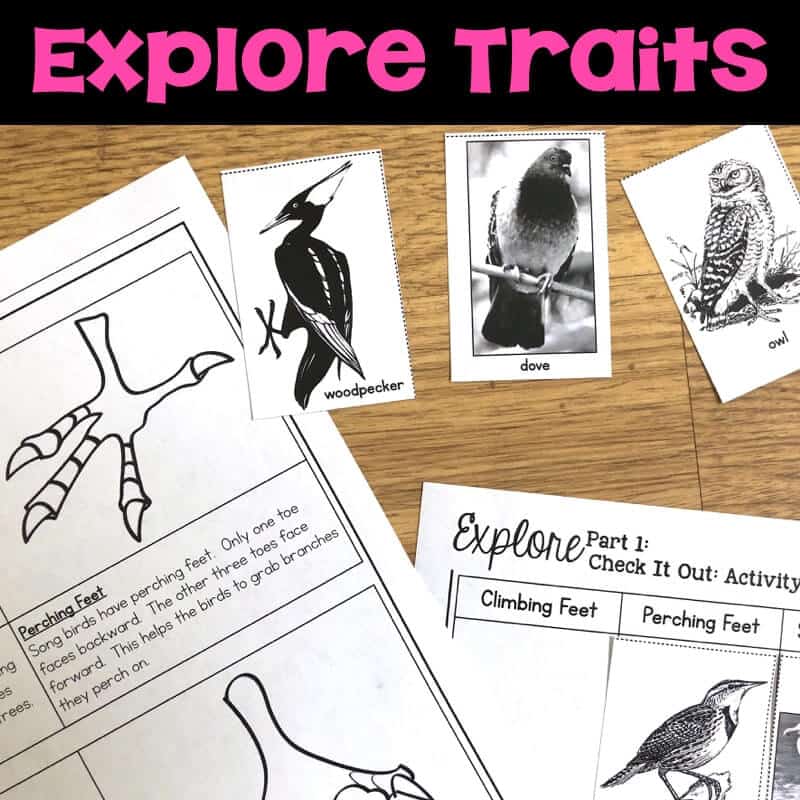 Natural Selection 5E Science Unit Plan for Third Grade