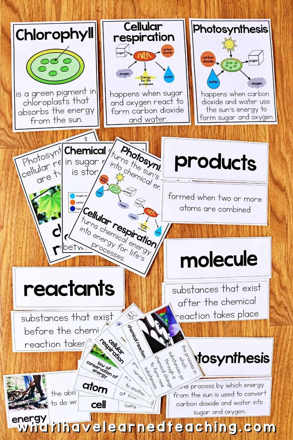 Energy For Life Science Stations for Fifth Grade